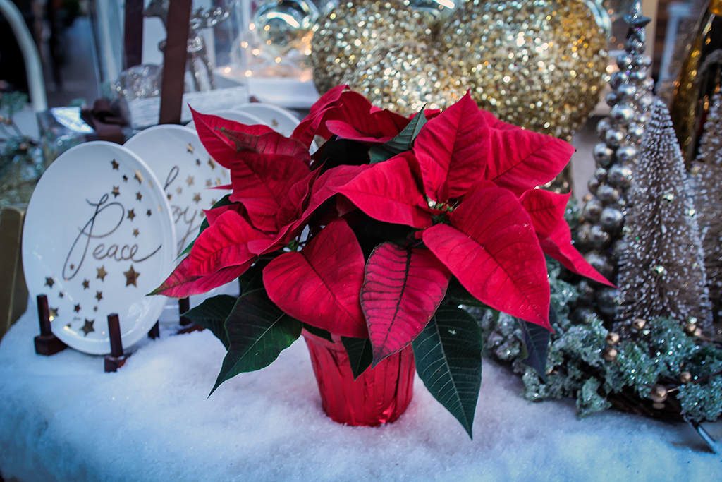 Syre Elementary - Plant Buy